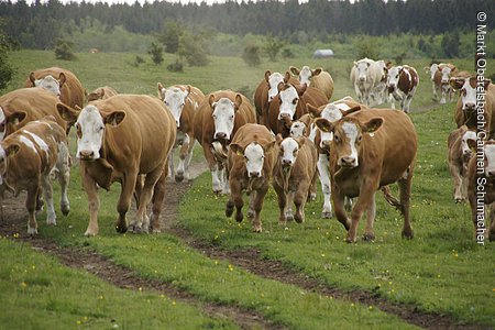 Genussort Oberelsbach - Tourismusverband Franken